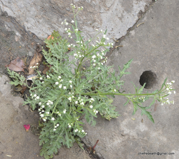Congress Grass, Gajar Ghans, Santa Maria Feverfew and Whitetop Weed ...