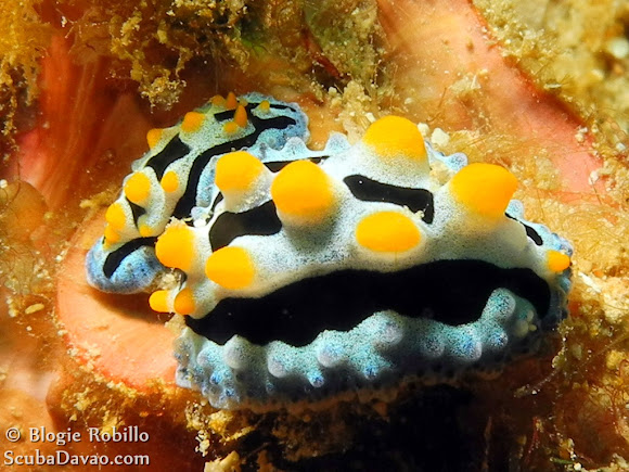 Celestial Phyllidia | Project Noah