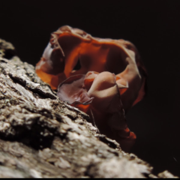 Jelly Ear Fungus | Project Noah