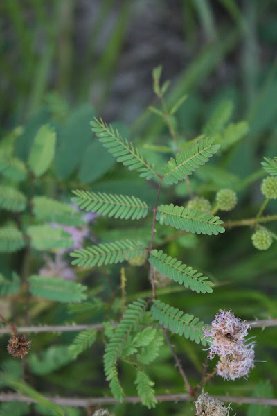 Littleleaf Sensitive-briar | Project Noah