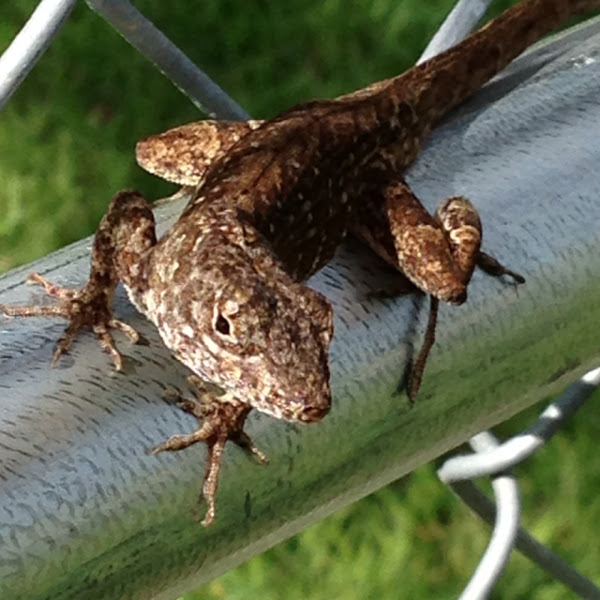Brown or Bahaman Anole | Project Noah