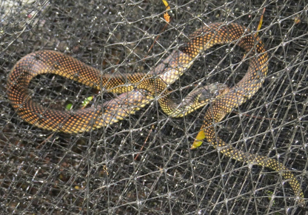 Speckled Racer | Project Noah