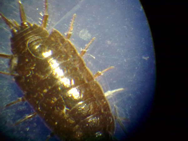 Bicho-de-conta; Tatuzinho | Project Noah