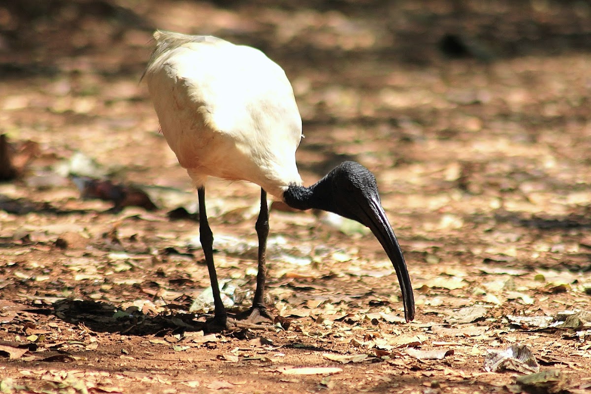 Black-headed Ibis | Project Noah