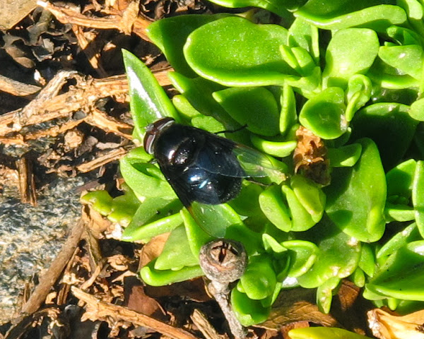 Mexican Cactus Fly | Project Noah