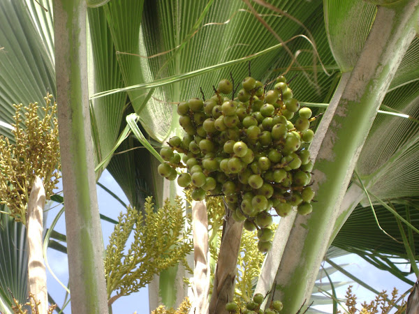 Carnaúba | Project Noah