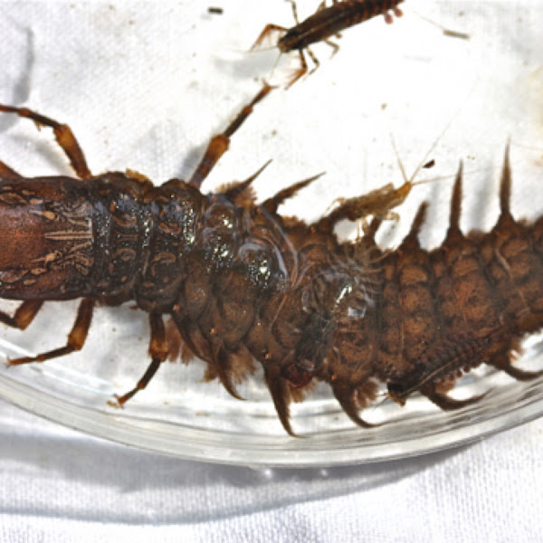 Hellgrammite (Dobsonfly -Larval Stage) | Project Noah