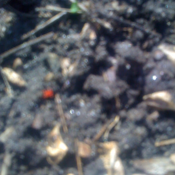 Bright red spider? | Project Noah