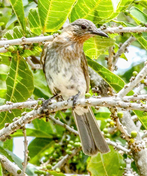 Philippine Bulbul | Project Noah