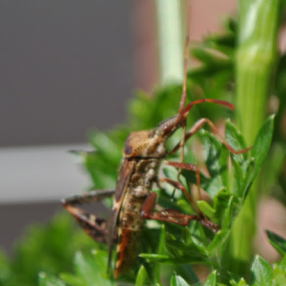 Western Leaf-footed Bug | Project Noah