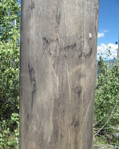 bear scratches on tree trunk | Project Noah