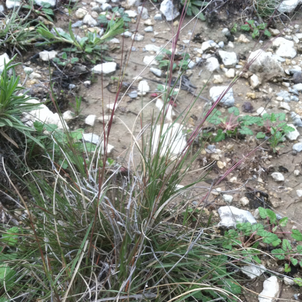 Perennial Threeawn | Project Noah