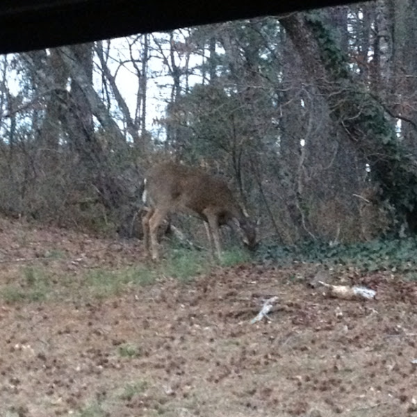 White tail deer | Project Noah