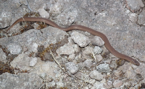 Scorpion Eater Snake | Project Noah