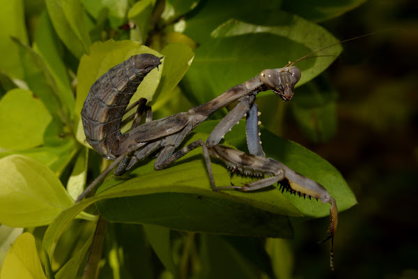 Philippines Marbled Mantis | Project Noah