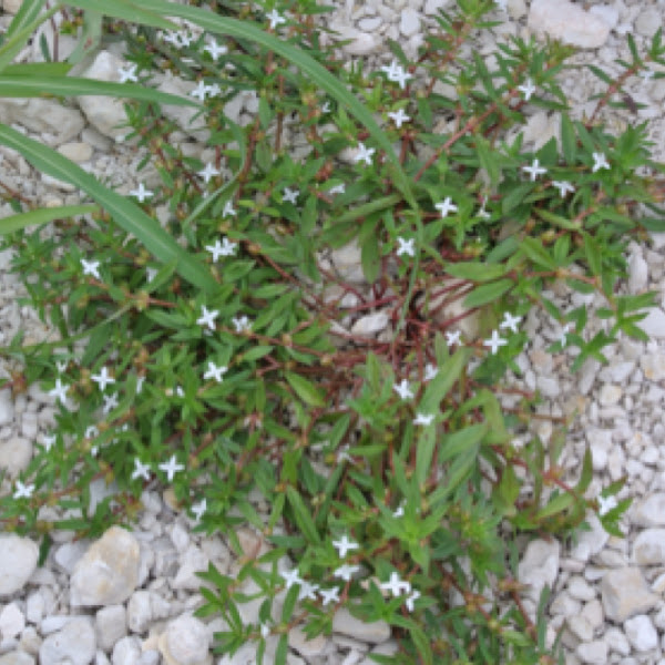 Virginia Buttonweed | Project Noah