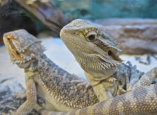 Lawson's Bearded Dragon | Project Noah