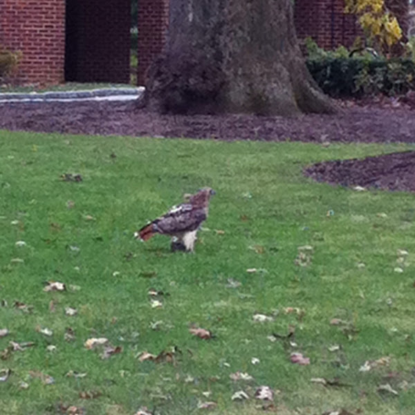 Red-tailed Hawk | Project Noah