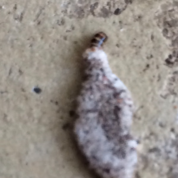 Household casebearer | Project Noah