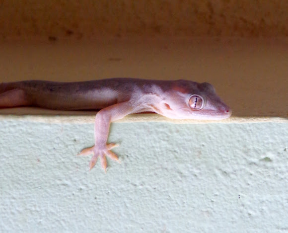 Common House Lizard | Project Noah