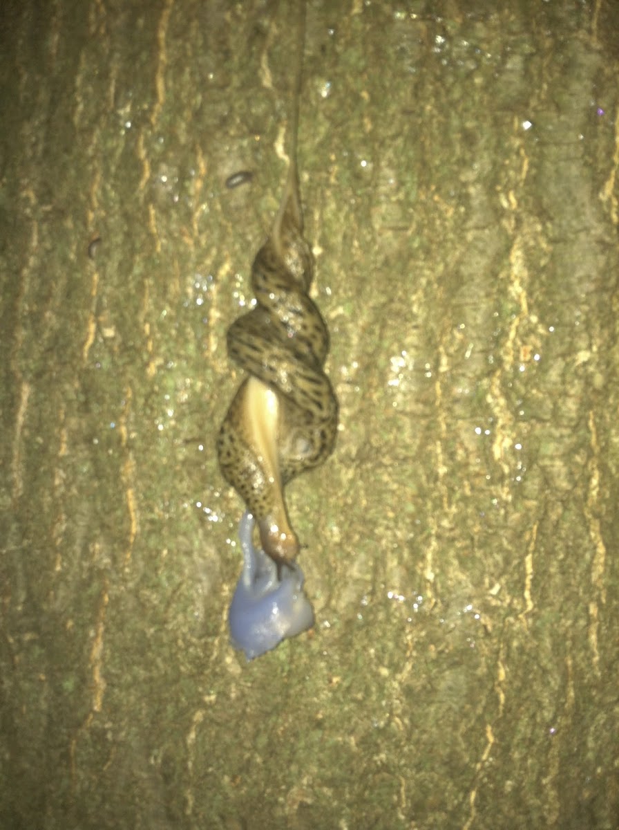 Leopard Slug | Project Noah