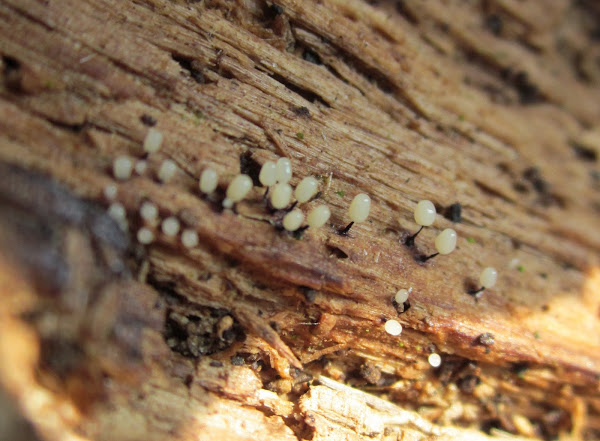 comatricha nigra - imatured & matured | Project Noah