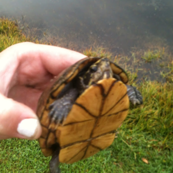 Striped mud turtle | Project Noah