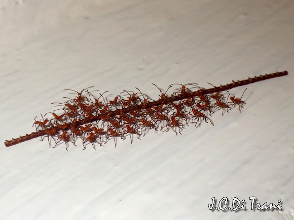 Reduviid bugs | Project Noah