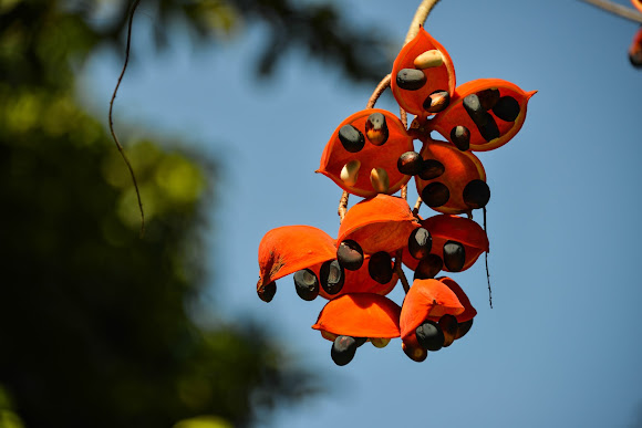 Plant - Malabuho | Project Noah