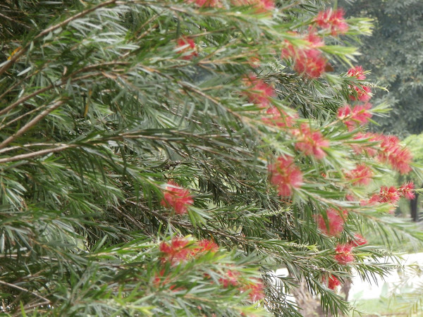 Bottlebrush Tree, Crimson Bottlebrush, 红千层 | Project Noah