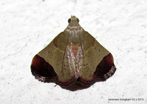 Pyralidae | Project Noah