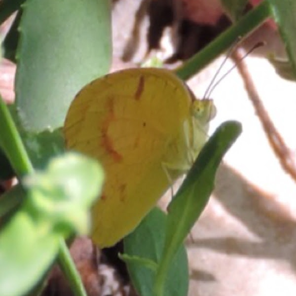 Sleepy Orange | Project Noah