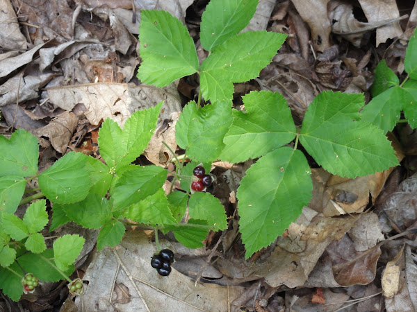 Common Dewberry | Project Noah