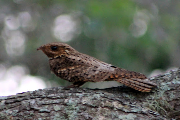 Goatsucker/nightjar | Project Noah