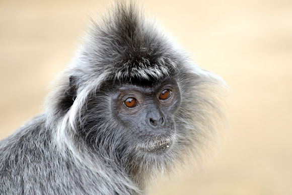 silvered leaf monkey | Project Noah