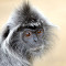 silvered leaf monkey | Project Noah