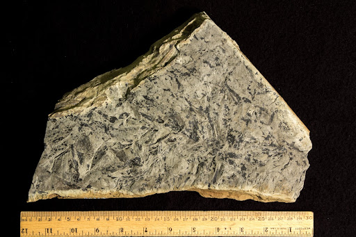 Leaf impressions of Dicroidium - Mike Rich — Google Arts & Culture