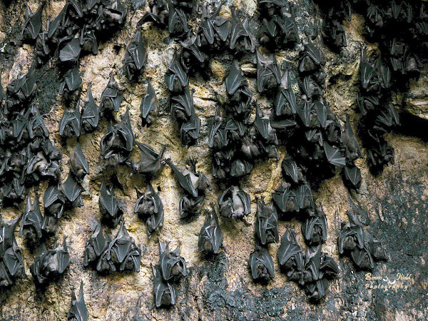 Geoffroy's Rousette | Project Noah