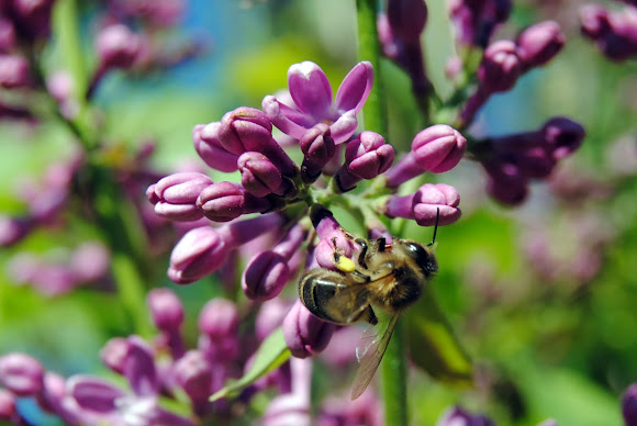 Abeja ibérica | Project Noah