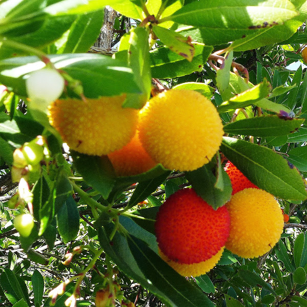 Strawberry Tree | Project Noah