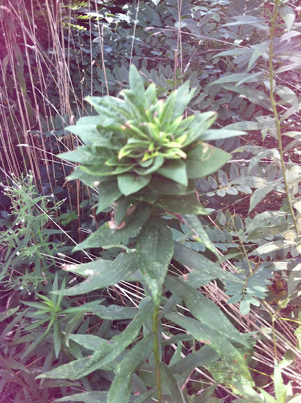 Goldenrod Rosette Gall | Project Noah