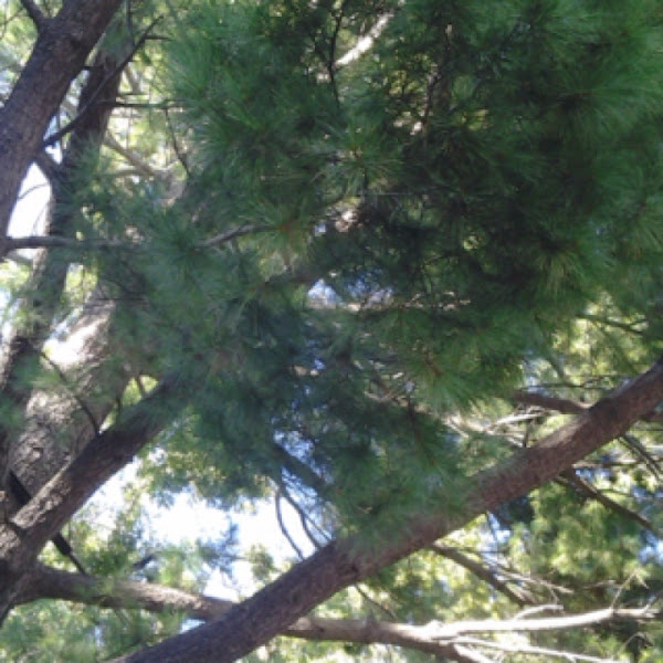 White Pine | Project Noah