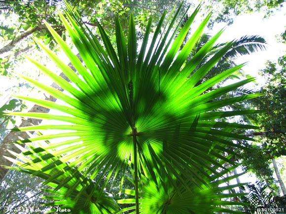 Anáhaw, Footstool palm | Project Noah