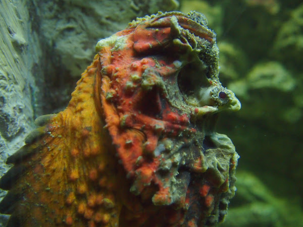 Estuarine stonefish | Project Noah