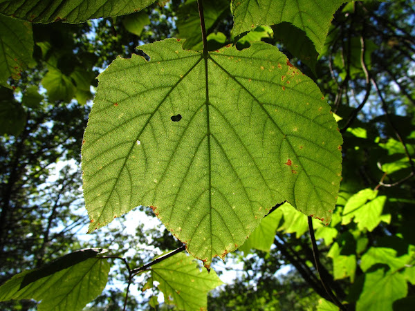 Moose Maple | Project Noah