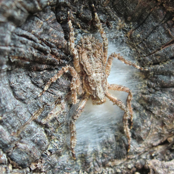 Knobbly Crab Spider | Project Noah