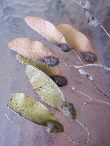 Tipuana tipu (Rosewood) with seed pods | Project Noah