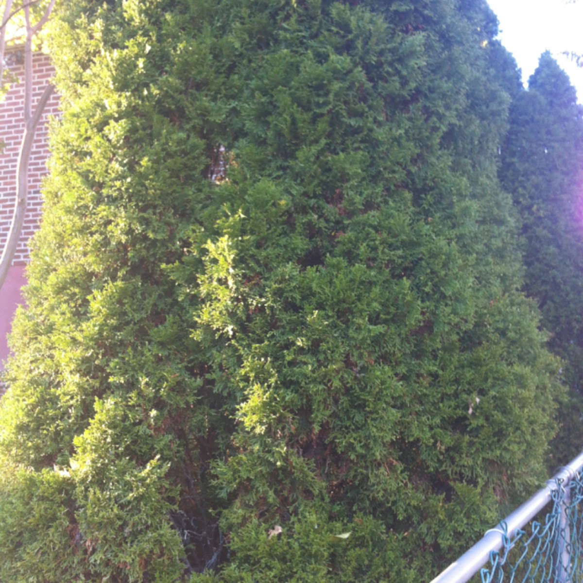 Juniper tree | Project Noah