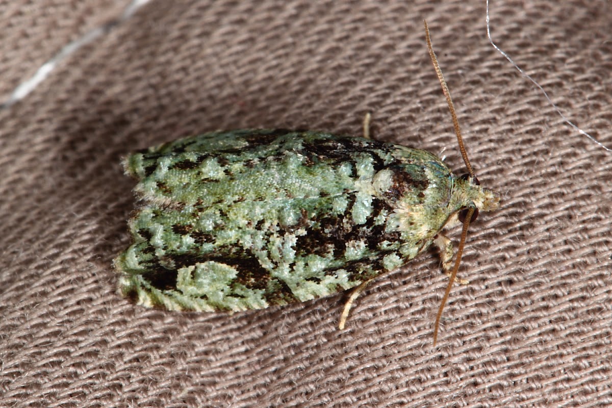 Maple Shoot Borer | Project Noah