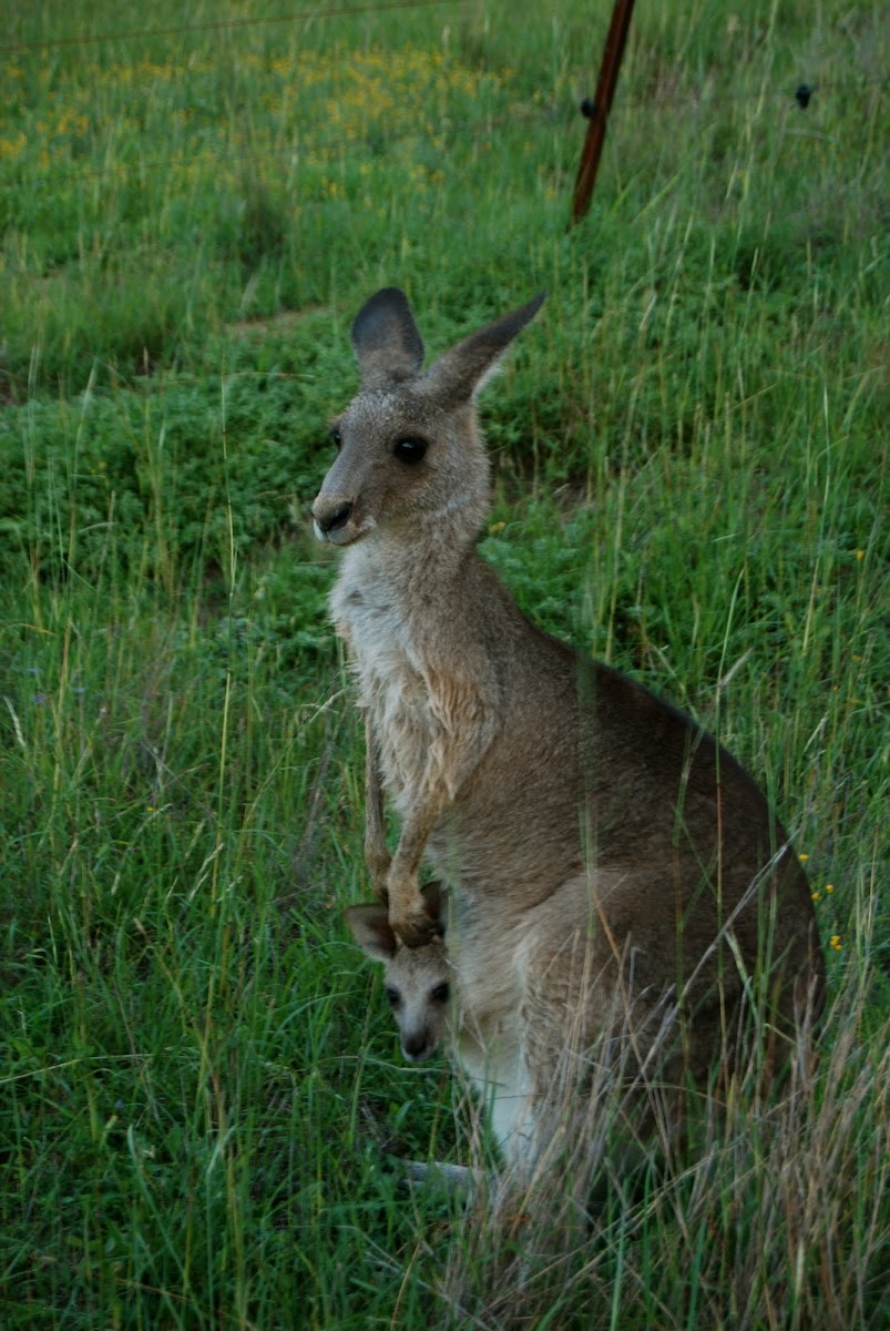 Eastern Grey Kangaroo | Project Noah